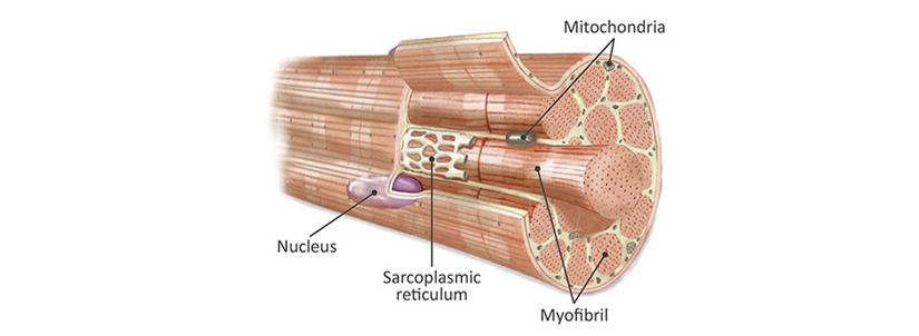 Skeletal Muscle Cell Diagram